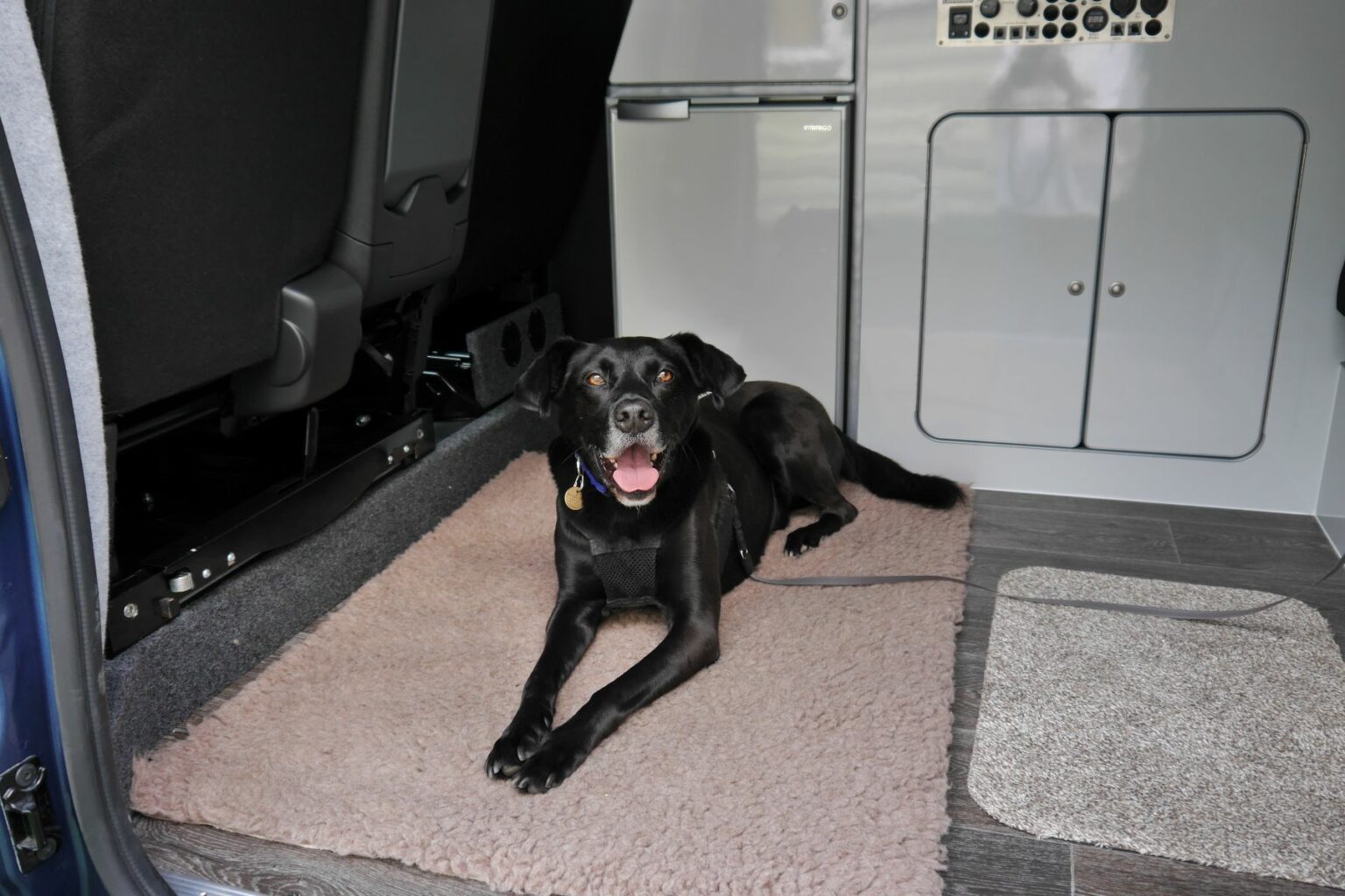 Campervan Holidays With Your Dog | A Short Guide